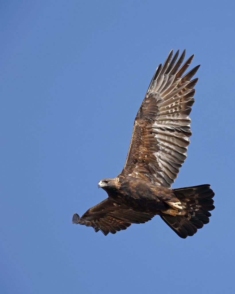 Learn More | Hunters for Eagle Conservation
